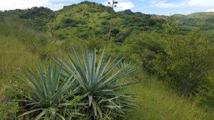 Maguey: qué es, origen, características, hábitat, propiedades