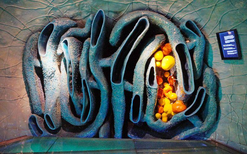 Microsomas: qué son, características, tipos, funciones