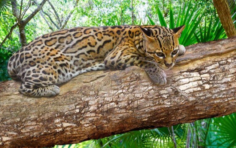 Ocelote (Leopardus pardalis): qué es, características, peligro de extincion