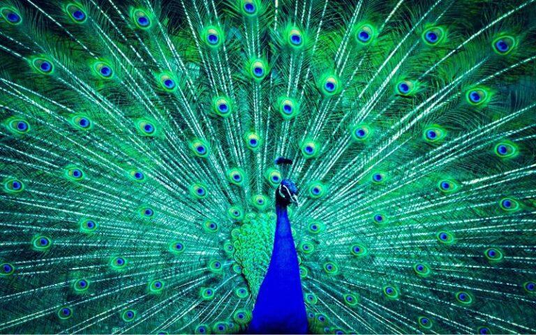 Pavo real: qué es, características, hábitat, alimentación