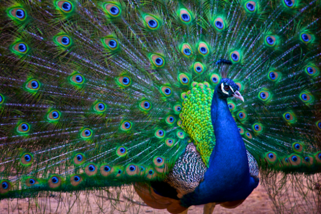 Pavo real: origen, características, hábitat, reproducción