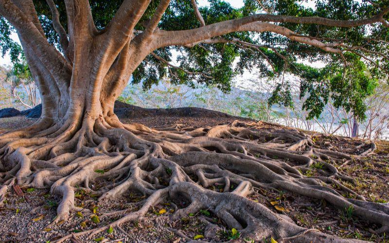 Ejemplos De Raíces Pivotantes De Vegetales Raíz: Qué Es,
