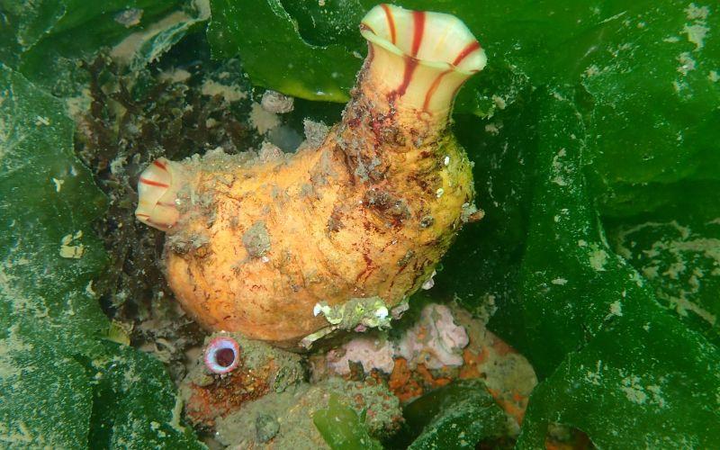 Ejemplos De Cordados De Invertebrados
