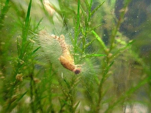 Plasmogamia: qué es, etapas, tipos, ventajas y desventajas