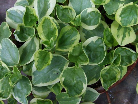 Piperaceae: qué es, características, hábitat, ejemplos