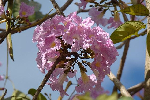 Tabebuia rosea: qué es, características, hábitat, usos