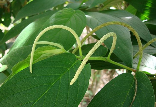 Piperaceae: características, distribución y hábitat, ejemplos