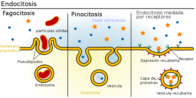 Pinocitosis: proceso, funciones y diferencia con fagocitosis