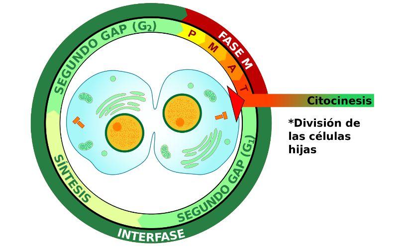 Mitosis: qué es, fases, características, funciones, organismos
