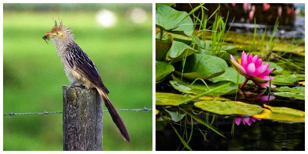 Flora y fauna de Entre Ríos: especies representativas