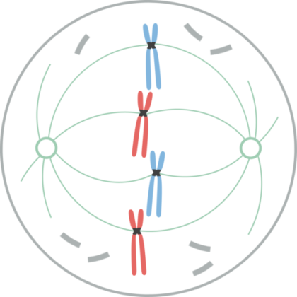 Division celular: qué es, tipos, mitosis y meiosis