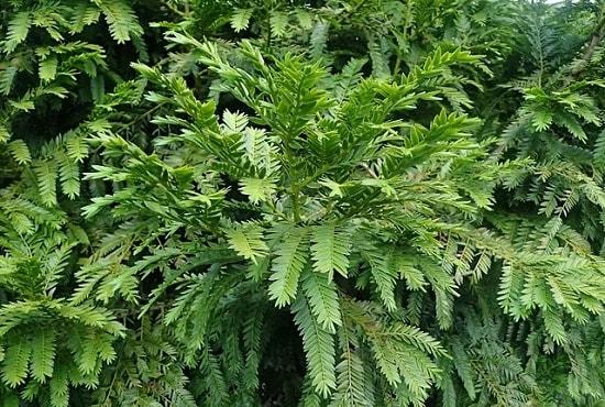 Pino colombiano: qué es, características, hábitat, peligro de extinción ...