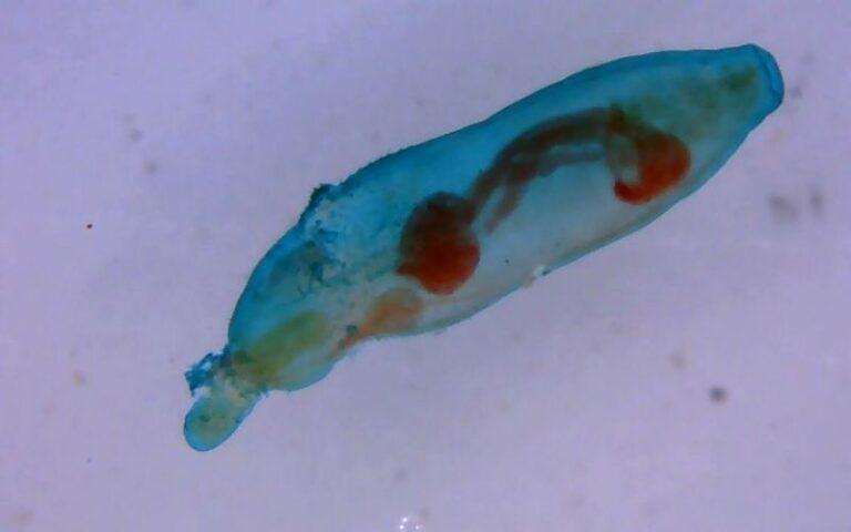 Acantocéfalos: qué son, características, ciclo de vida, nutrición