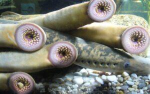 Agnatos: qué son, características, reproducción, alimentación