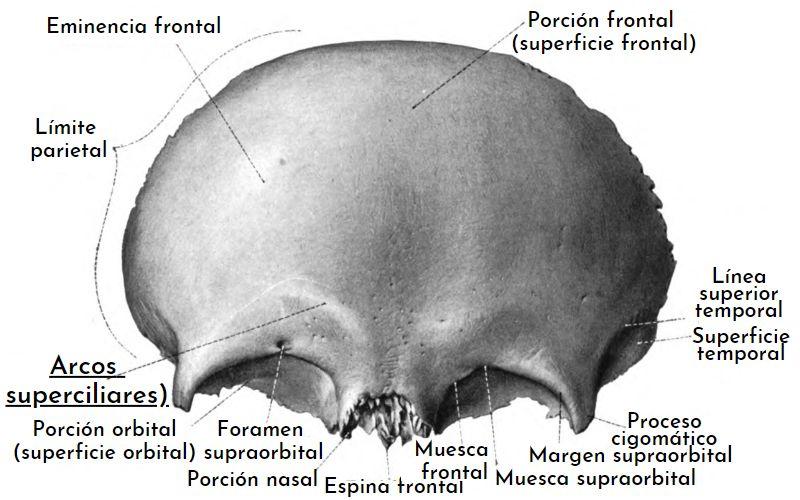 Arcos superciliares: qué son, teorías, investigaciones