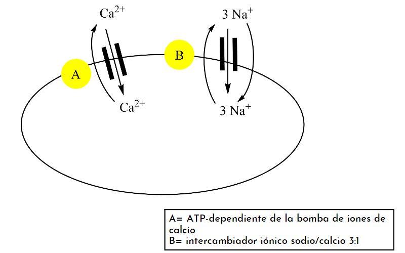 Bomba de calcio: qué es, funciones, tipos, estructura, funcionamiento