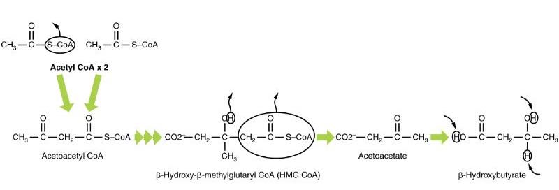 Cetogénesis: Qué Es, Características, Tipos De Cuerpos, Síntesis – FFDW