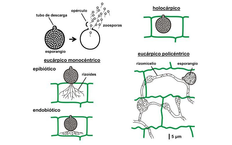 Ciclo De Vida De Los Hongos