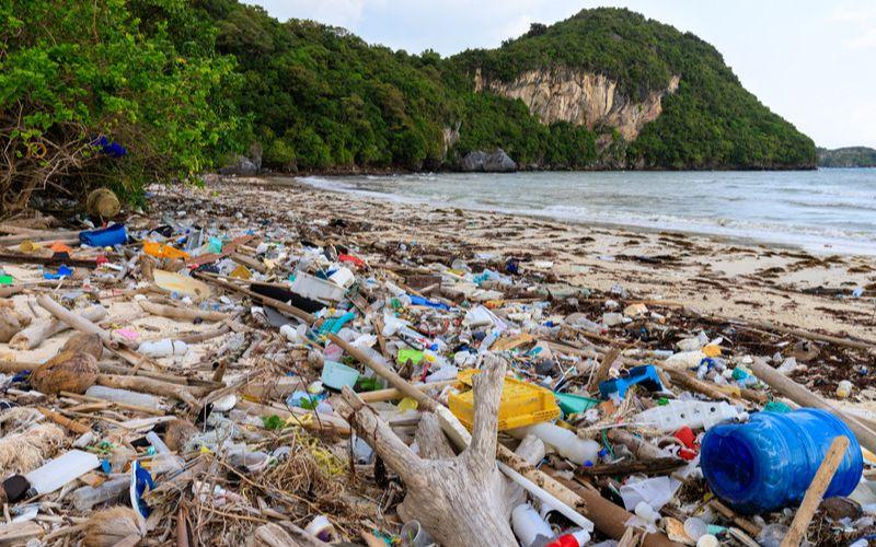 Animales Terrestres Afectados Por La Basura