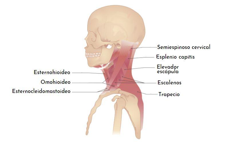 Anatomía De Los Músculos Del Cuello