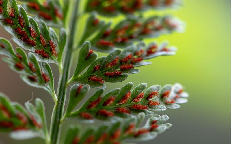 Esporangio: qué es, en hongos, en plantas, partes y funciones