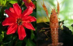 Flora y fauna de Michoacán: especies más representativas