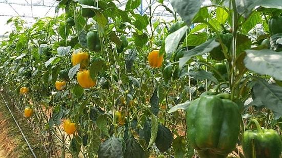 Capsicum annuum: características, cultivo, plagas, propiedades