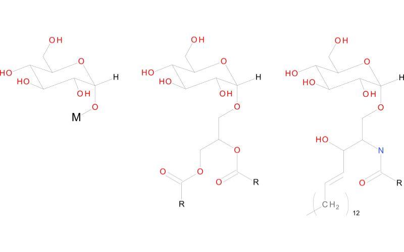 Glucolípidos: qué son, clasificación, estructura, funciones