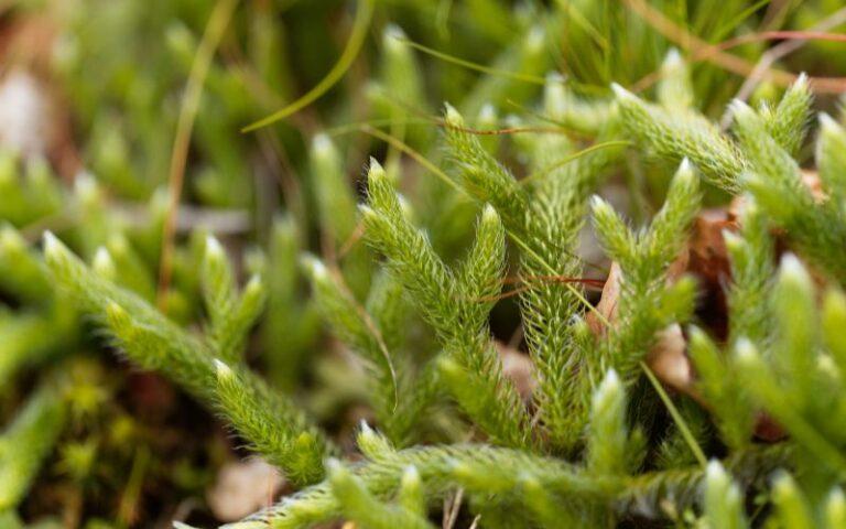 Licopodios: qué son, características, reproducción, nutrición, usos
