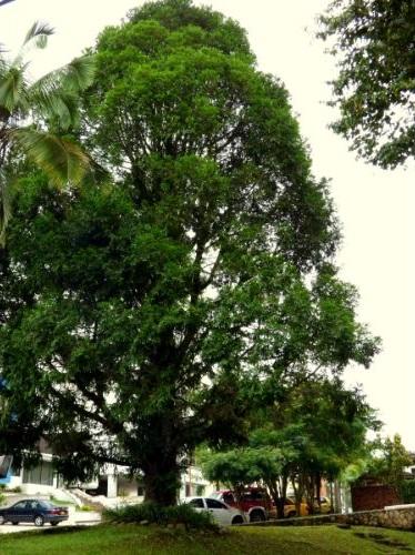 Pino colombiano: qué es, características, hábitat, peligro de extinción ...