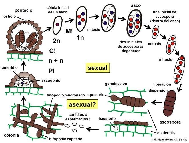 Plasmogamia: qué es, etapas, tipos, ventajas y desventajas