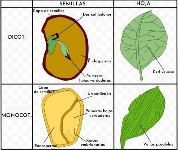 Semillas monocotiledóneas y dicotiledóneas: qué son, ejemplos Semillas monocotiledóneas y dicotiledóneas: qué son, ejemplos