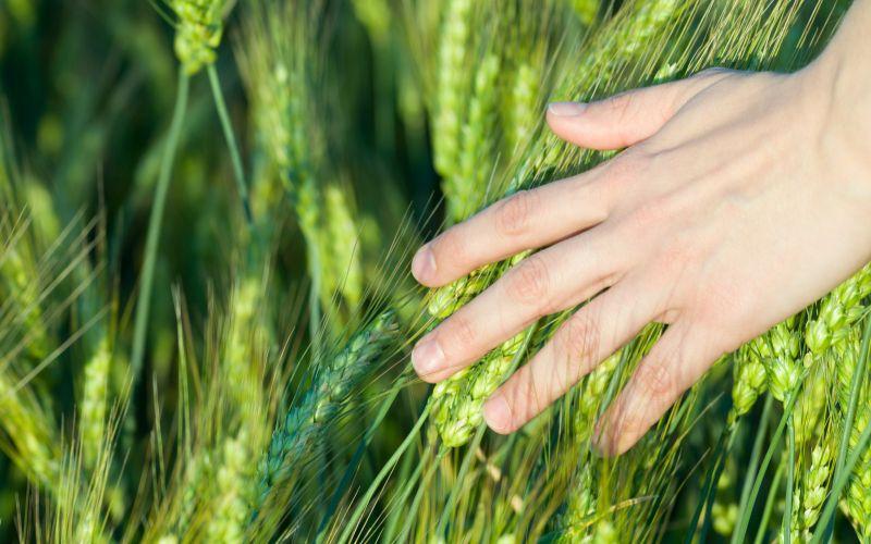 Sentido del tacto: qué es, partes, cómo funciona, funciones