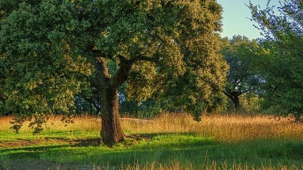 Quercus rugosa: características, hábitat, reproducción y usos