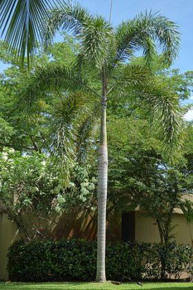 Palma real: qué es, características, hábitat, usos y cuidados