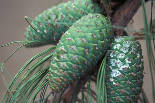 Pinus patula: características, hábitat, taxonomía, usos, plagas