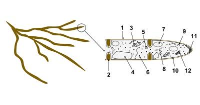 Modelo De Celula Fungica Estructura Y Definición De La Célula