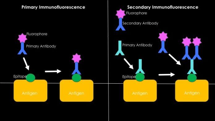 Inmunofluorescencia: qué es, fundamento, protocolo, tipos y aplicaciones