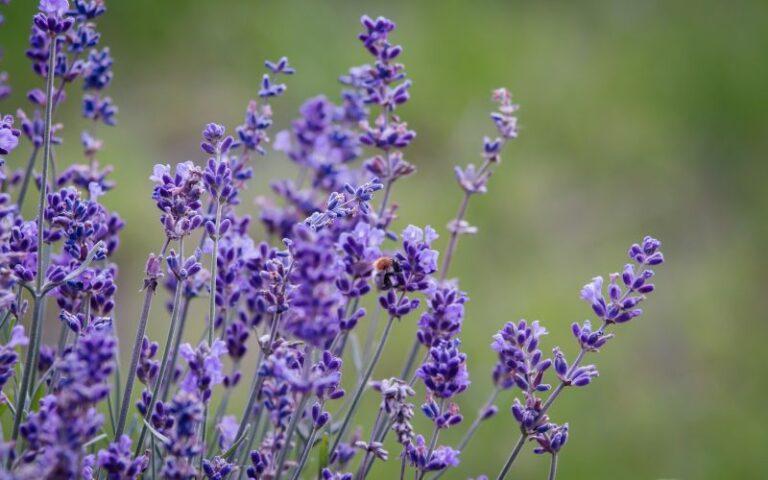 Lavandula angustifolia: qué es, características, hábitat, propiedades