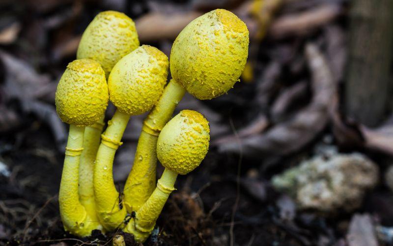 Leucocoprinus birnbaumii: qué es, características, toxicidad, control