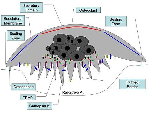 Osteoclastos: qué son, formación, características, funciones