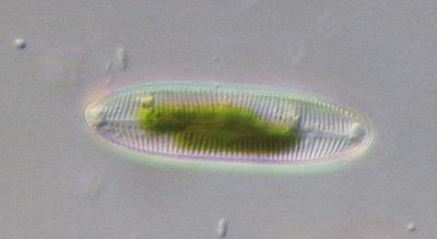 Perifiton: qué es, características, morfología, componentes, crecimiento