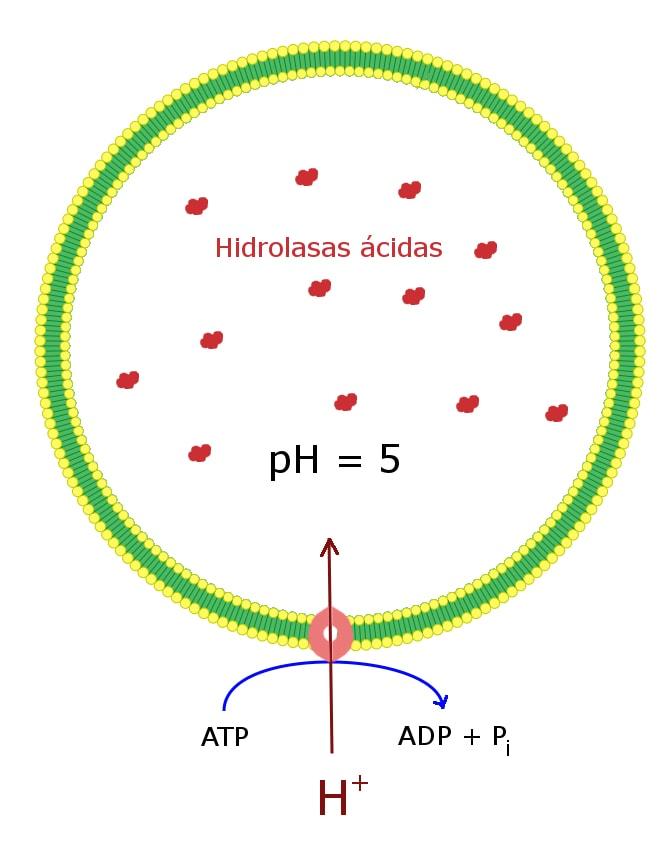 Lisosomas: qué son, características, funciones, enfermedades