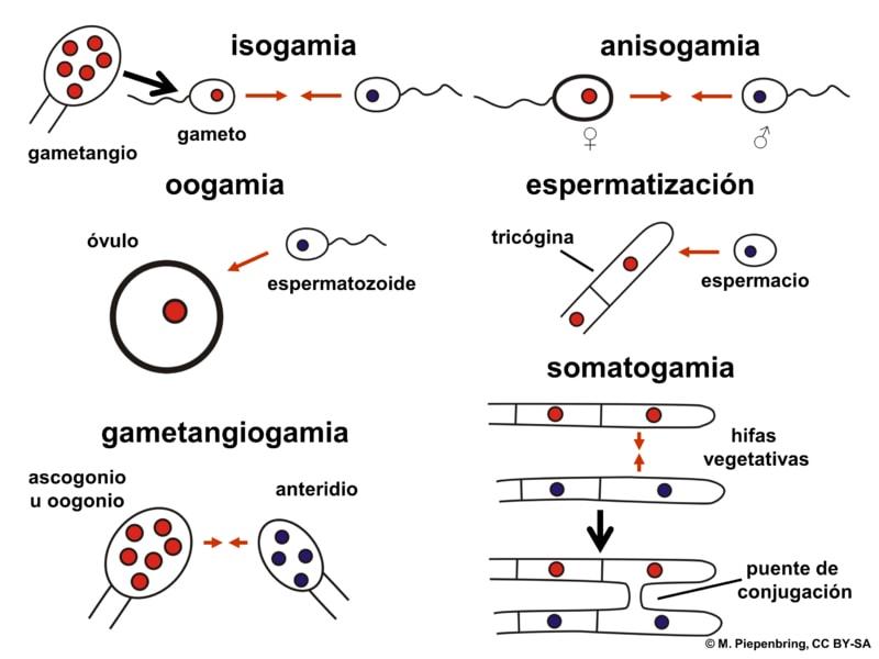 Meiosis Reproduccion Sexual Mind Map