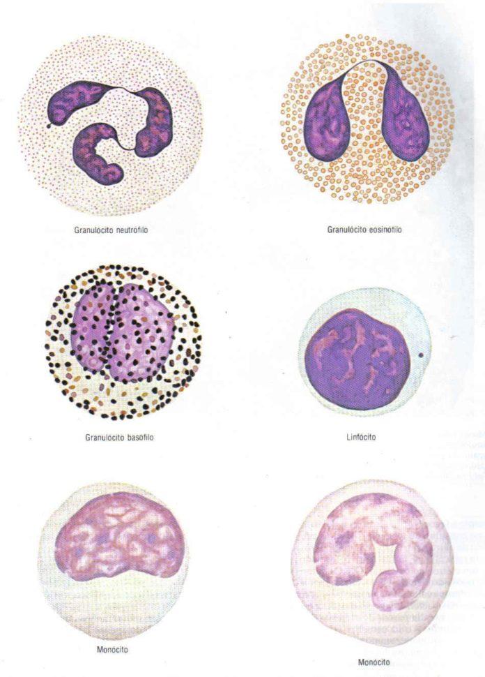 Leucocitos (glóbulos blancos): características, funciones, tipos