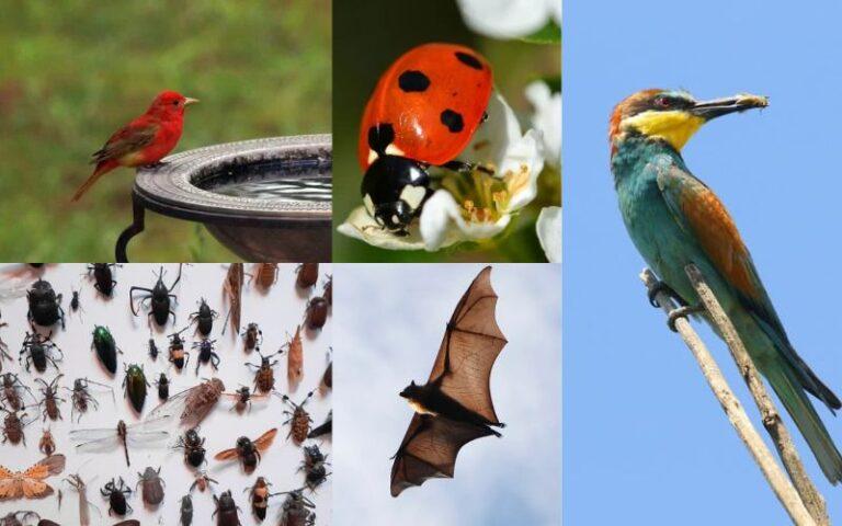 20 animales aéreos y sus características