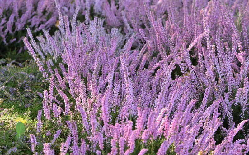 Brezo: qué es, características, hábitat, propiedades, enfermedades