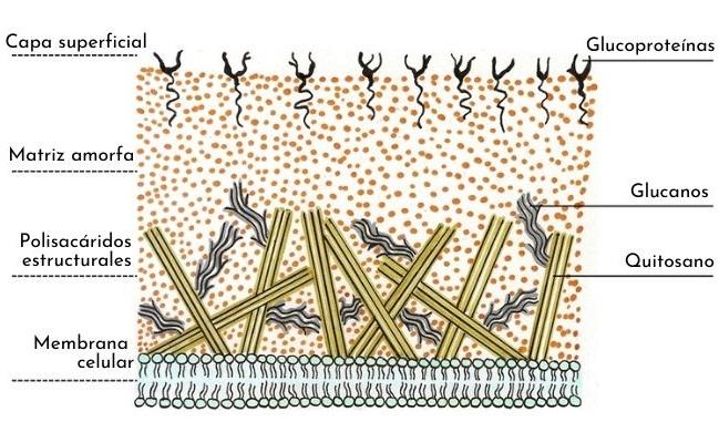 Células fúngicas: qué son, características y estructura