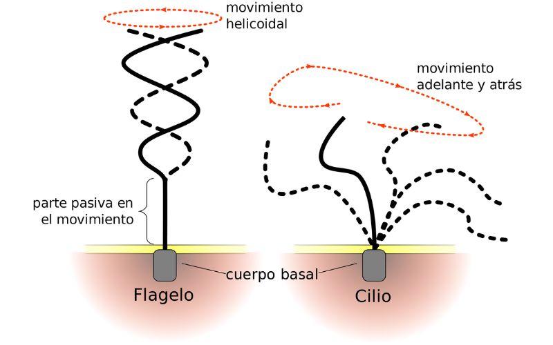 Cilios: qué son, características, estructura, movimiento, ejemplos