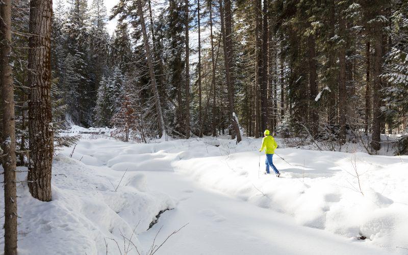 Clima frío: qué es, ubicación, características, fauna, flora, ejemplos